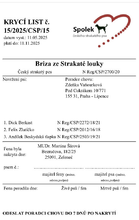Český strakatý pes - plánujeme štěňata vrh B - léto 2025