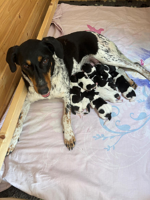 Český strakatý pes - plánujeme štěňata vrh B - léto 2025